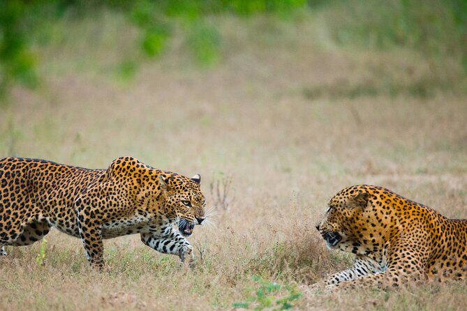 2 Days Tour To Bentota Galle & Yala From Colombo - Day 2: Wildlife and Natural Beauty