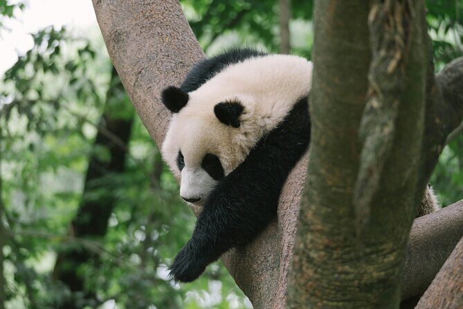 2 Days Tour To Mt. Siguniang and Wolong Panda Base - Who Will Benefit Most?