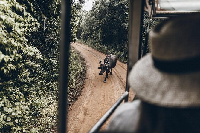 2 Days Tour to Yala & Kumana National Park From Colombo - The Sum Up: Who Is This Tour For?