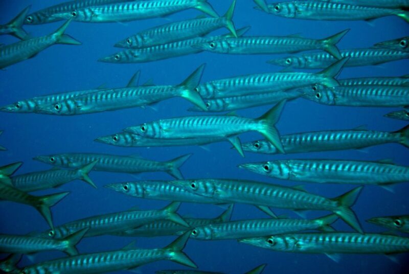 2-Dive Guided Scuba Diving For Qualified Divers - The Itinerary Breakdown