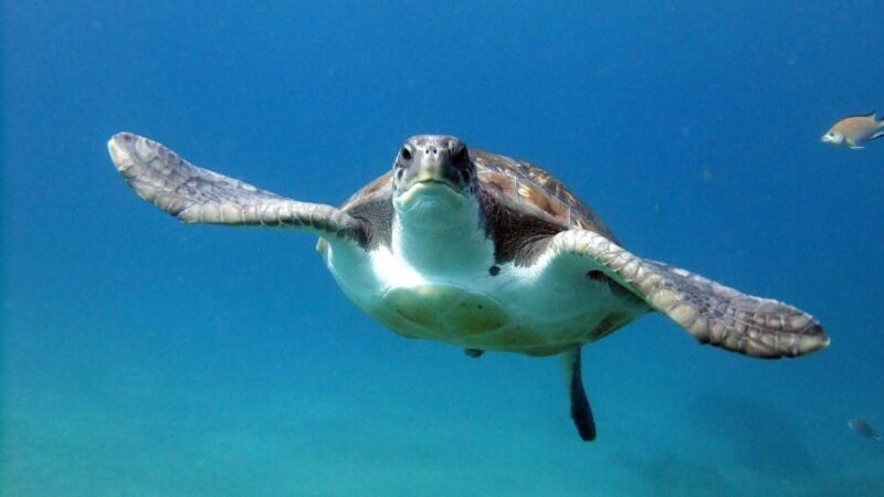 2-Dive Guided Scuba Diving For Qualified Divers - What’s Included and What You’ll Need to Budget for