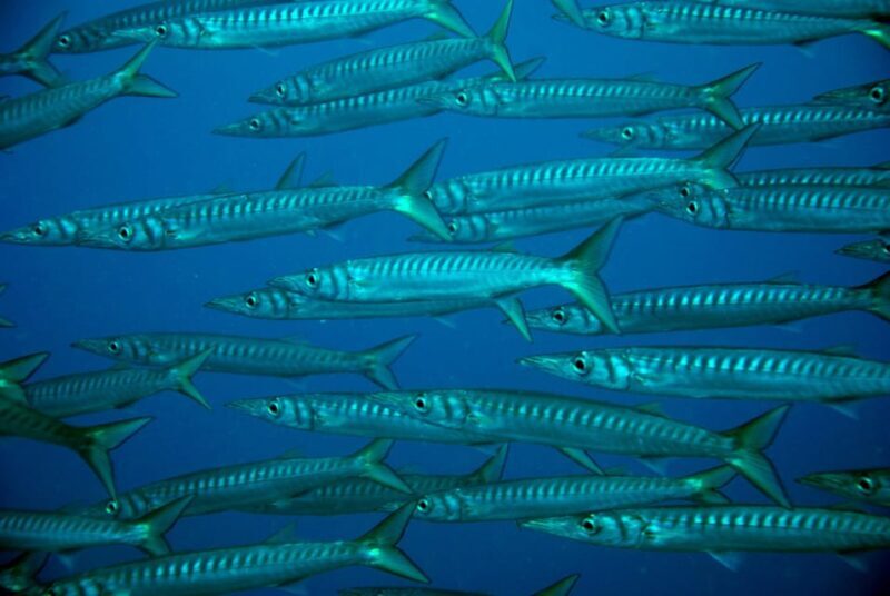 2-Dive Guided Scuba Diving For Qualified Divers - Why Choose This Experience?