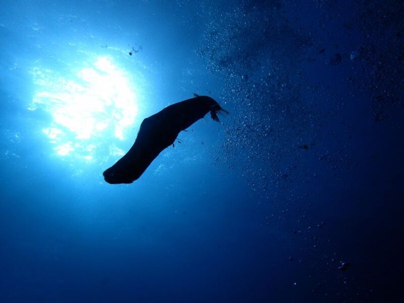 2-Dive Guided Scuba Diving For Qualified Divers - Who Is This Tour Best For?