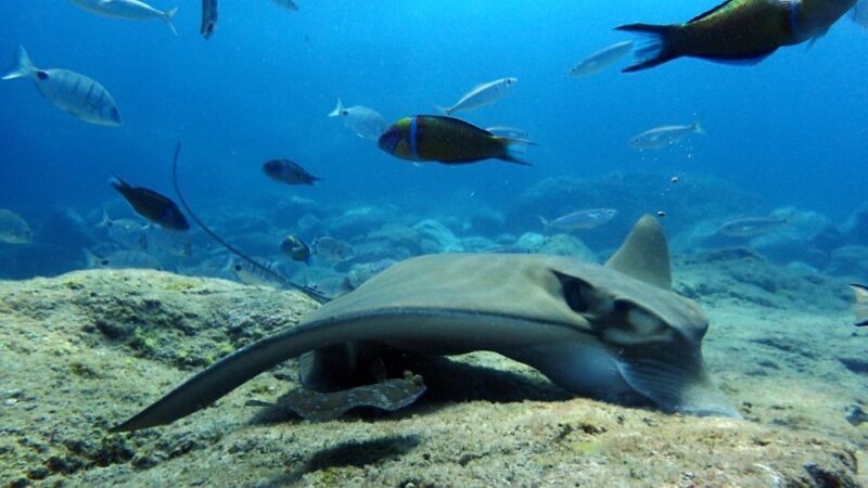 2-Dive Guided Scuba Diving For Qualified Divers - FAQ