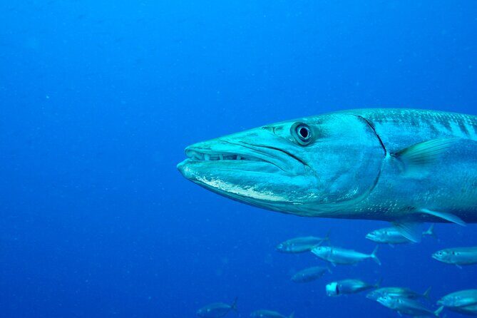 2 dives at coral reefs, Half day for certified divers - Final Thoughts