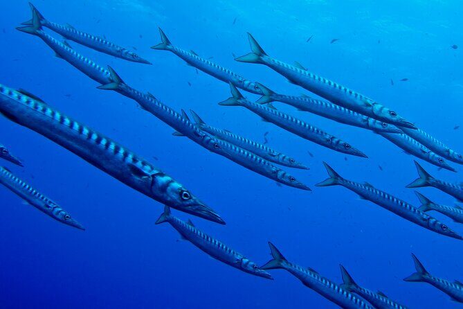 2 dives at coral reefs, Half day for certified divers - FAQ