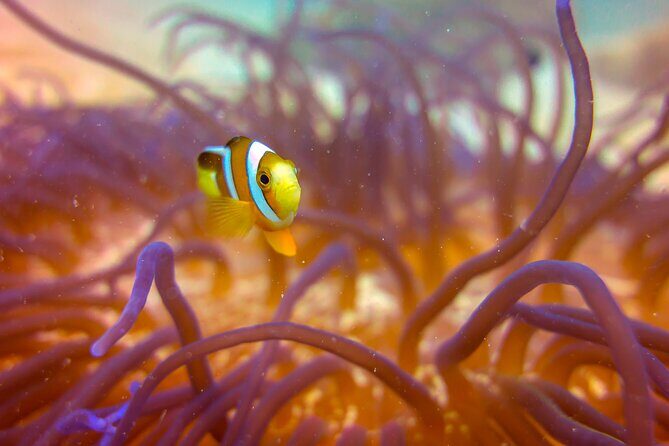 (2 Dives) Discover Scuba Diving Kota Kinabalu - Who Is This Tour Best For?