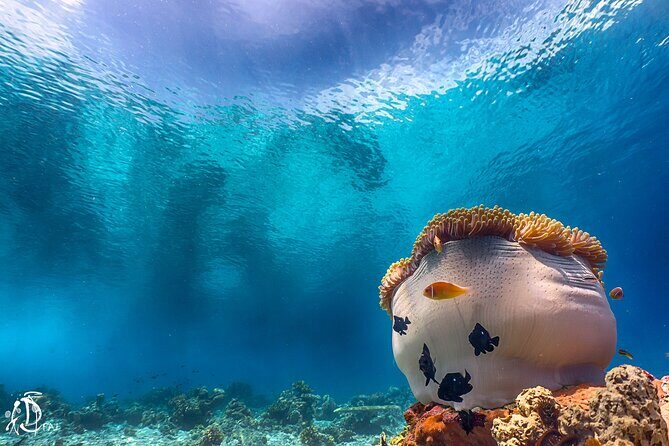 (2 Dives) Discover Scuba Diving Kota Kinabalu - FAQ