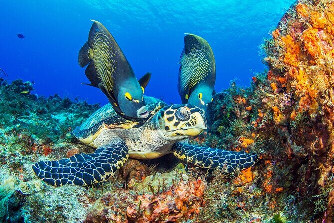 2 dives in Cozumel (for certified divers only) - The Itinerary Breakdown: What’s in Store