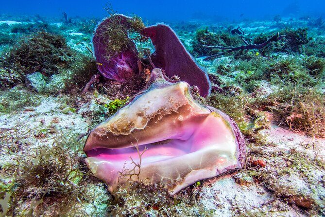 2 dives in Cozumel (for certified divers only) - Why the Price Matters: Value for Certified Divers