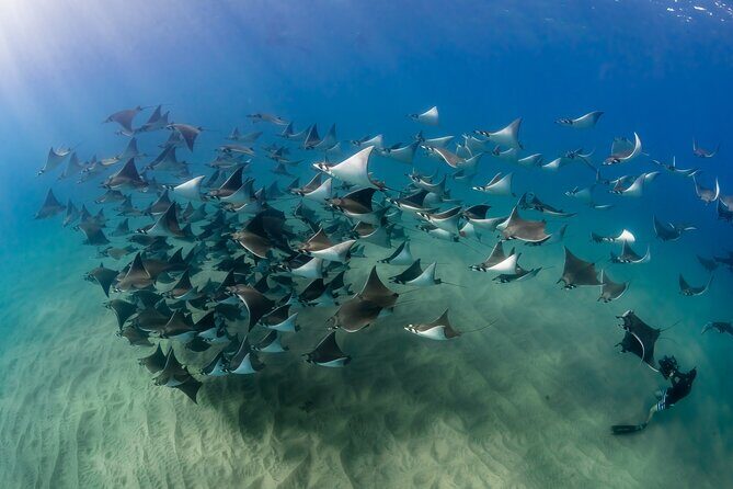 2 Dives in the Cabo Marine Park - Why This Tour Stands Out