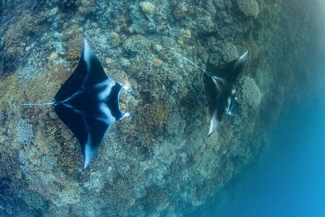 2 Dives in the morning for certified divers in Bora Bora - Exploring the Underwater World of Bora Bora: A Review of the 2 Dives in the Morning for Certified Divers