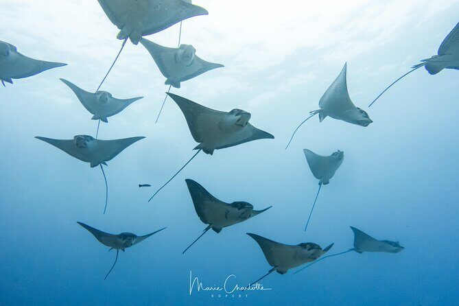 2 Dives in the morning for certified divers in Bora Bora - Key Points