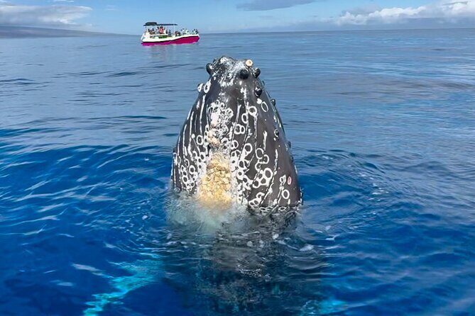 2 Hour Afternoon Lahaina Whale Watch - Pricing and Value