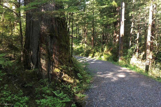 2 Hour Alaska Rainforest Walk and Totem Park Small Group Tour - Why the Tour Offers Great Value