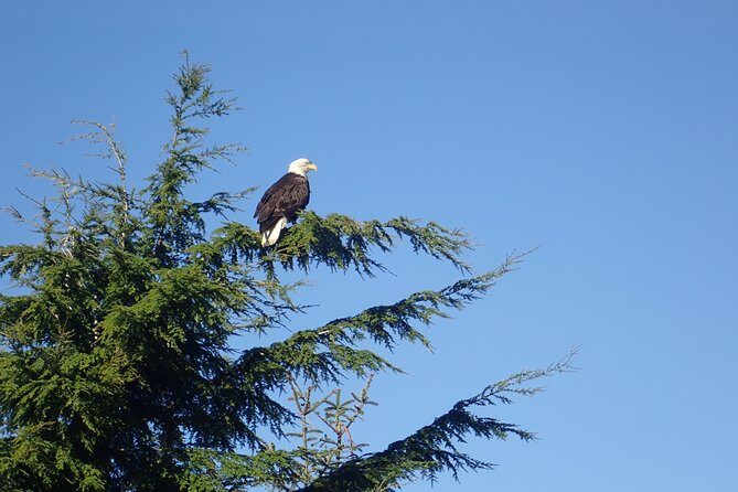 2 Hour Alaska Rainforest Walk and Totem Park Small Group Tour - Who Should Book This Tour?