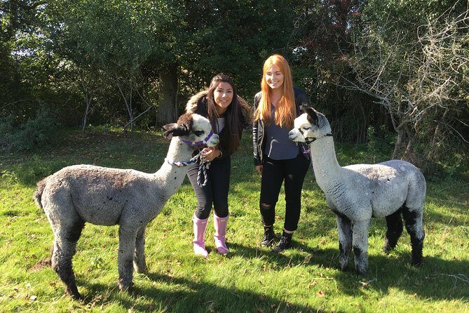2-Hour Alpaca Farm Experience in Kenilworth - What to Expect on the Day
