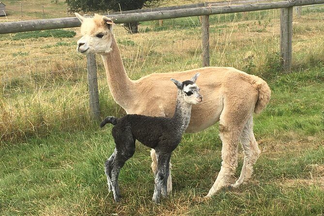 2-Hour Alpaca Farm Experience in Kenilworth - Itinerary Breakdown