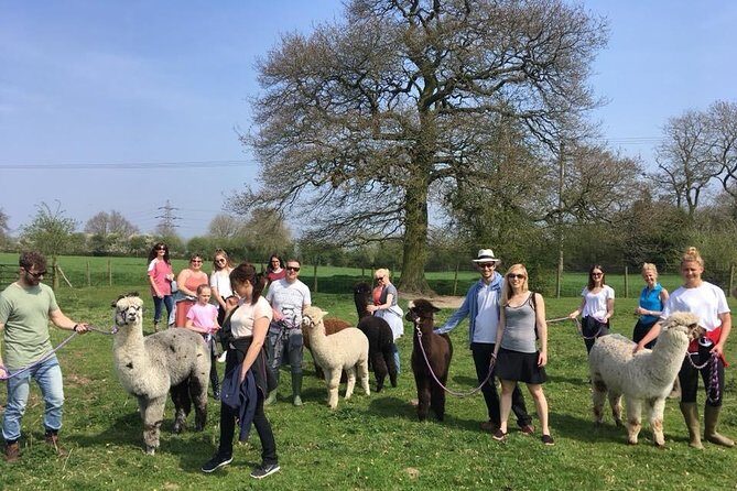 2-Hour Alpaca Farm Experience in Kenilworth - Authentic Insights from Reviews