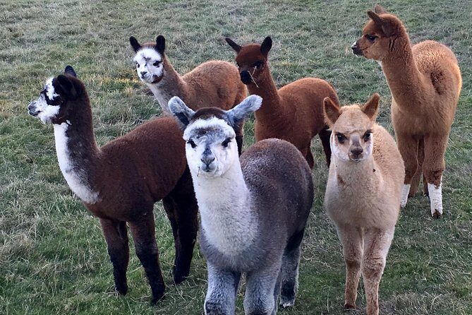 2-Hour Alpaca Farm Experience in Kenilworth - Practical Considerations