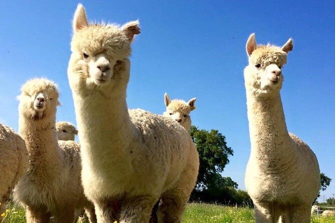 2-Hour Alpaca Farm Experience in Kenilworth - Final Thoughts