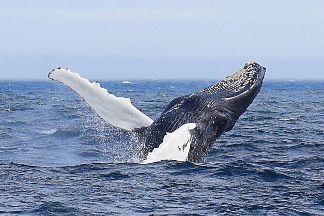 2 Hour Award-Winning Whale and Seabird Boat Tour from St. John's - The Itinerary in Detail