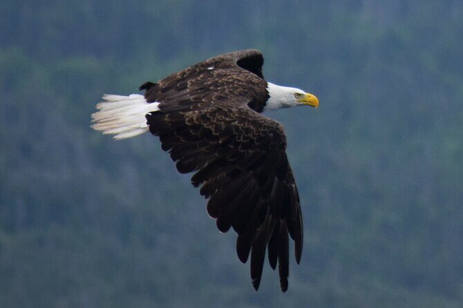 2 Hour Award-Winning Whale and Seabird Boat Tour from St. John's - The Sum Up
