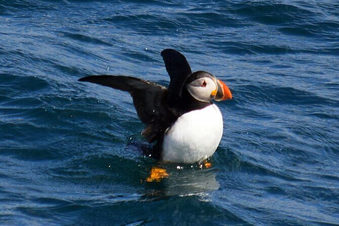 2 Hour Award-Winning Whale and Seabird Boat Tour from St. John's - Frequently Asked Questions