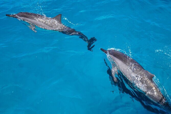 2 Hour Big Island Dolphin Watching and Sea Turtle Snorkel Tour - Setting the Scene: What This Tour Offers