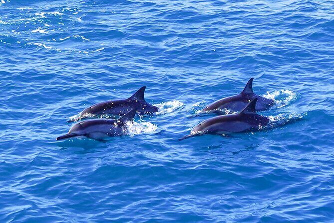 2 Hour Big Island Dolphin Watching and Sea Turtle Snorkel Tour - What Past Travelers Say