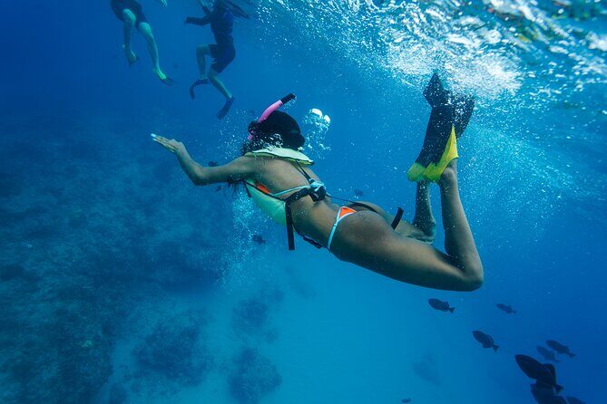 2 Hour Big Island Dolphin Watching and Sea Turtle Snorkel Tour - Who Should Consider This Tour?
