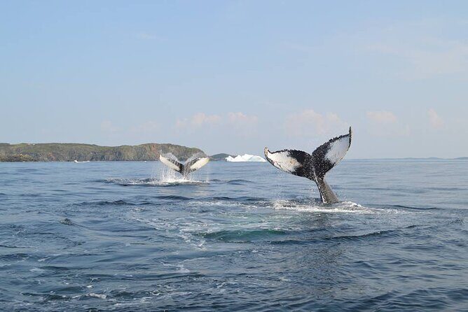 2 Hour Boat Tour in Twillingate - Discover the 2-hour Boat Tour in Twillingate: A Practical Guide