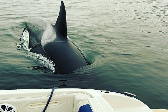 2 Hour Chartered Boat Tour from Deep Cove North Vancouver - The Sum Up