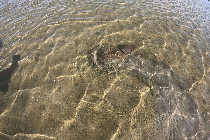 2-Hour Clear Kayak Mangrove Eco Tours, St Pete - What Could Be Improved?