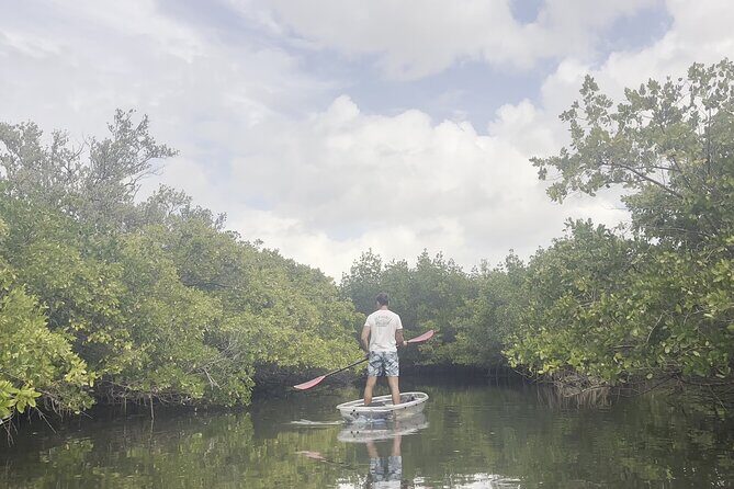 2-Hour Clear Kayak Mangrove Eco Tours, St Pete - The Sum Up