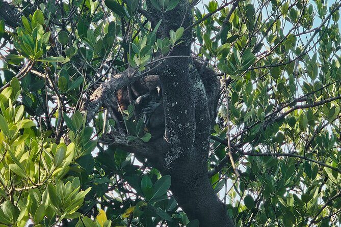 2-Hour Clear Kayak Rentals in St Pete, FL - Clam Bayou - Who This Experience Is Best For