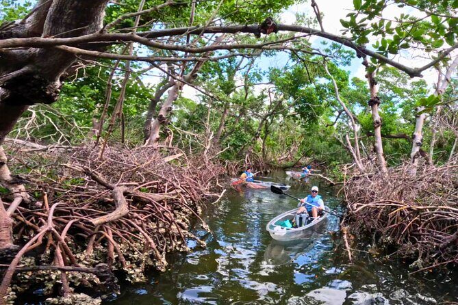 2 Hour Clear Kayak Tour at Emerson Point Preserve - Who Should Consider This Tour?