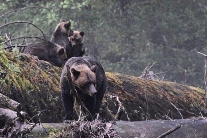 2 Hour Custom Wildlife and Historical Tour - In-Depth Look at the Itinerary