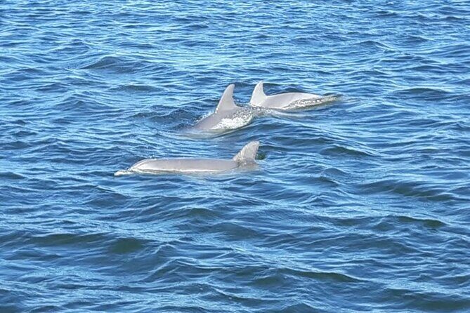 2-Hour Dolphin and Nature Eco Tour from Orange Beach - Final Thoughts