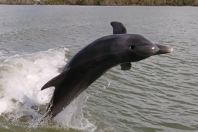 2 Hour Dolphin, Birding and Shelling Tour - Discover the Beauty of Florida’s Ten Thousand Islands: A Review of the 2 Hour Dolphin, Birding, and Shelling Tour