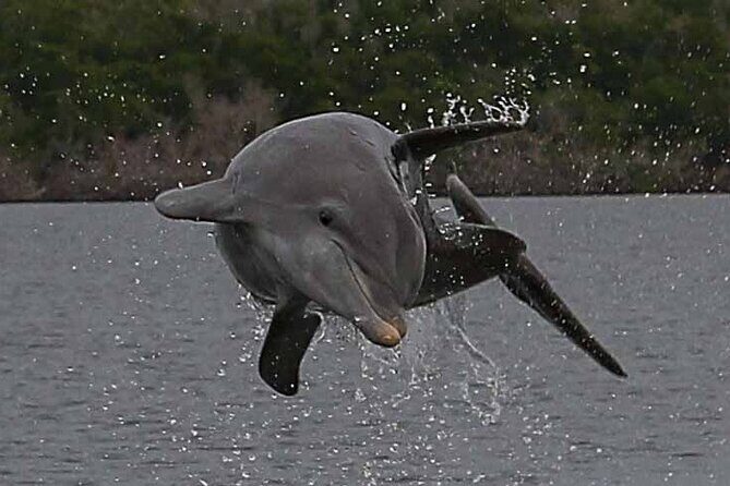 2 Hour Dolphin, Birding and Shelling Tour - Considering the Cost