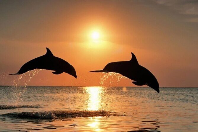 2-Hour Dolphin Guided Safari NP Brijuni from Fazana - Authentic Experiences: What Travelers Say