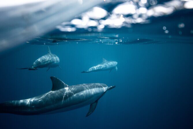 2-Hour Dolphin Guided Safari NP Brijuni from Fazana - Practical Details: How It Works