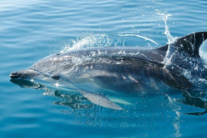 2-Hour Dolphin Guided Safari NP Brijuni from Fazana - FAQ