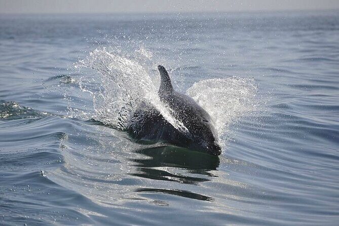 2 hour Dolphin Sightseeing Tour in Melbourne Florida - FAQ