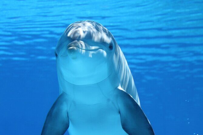 2-Hour Dolphin Sunset Tour from Giardini Naxos - Pricing and Value