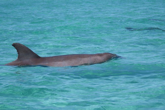 2 hour Dolphin Tours - Key Points