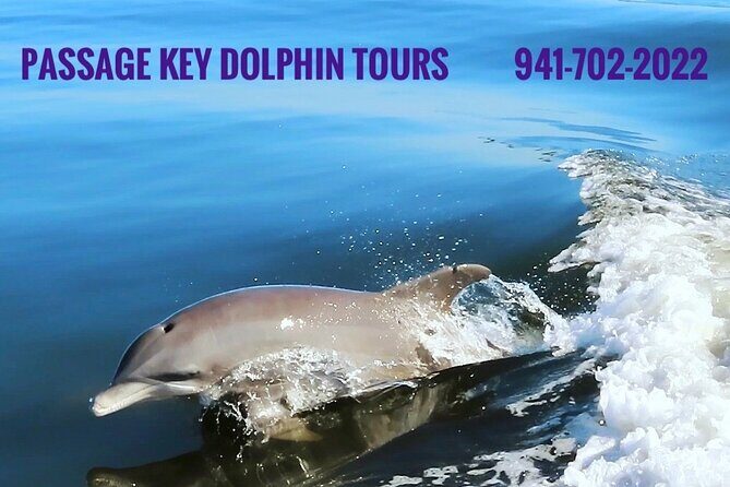 2 hour Dolphin Tours - The Sum Up