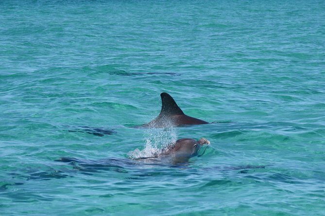 2 hour Dolphin Tours - FAQ