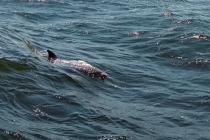 2 Hour Dolphin Watching Adventure in Calabash - Who Should Consider This Tour?